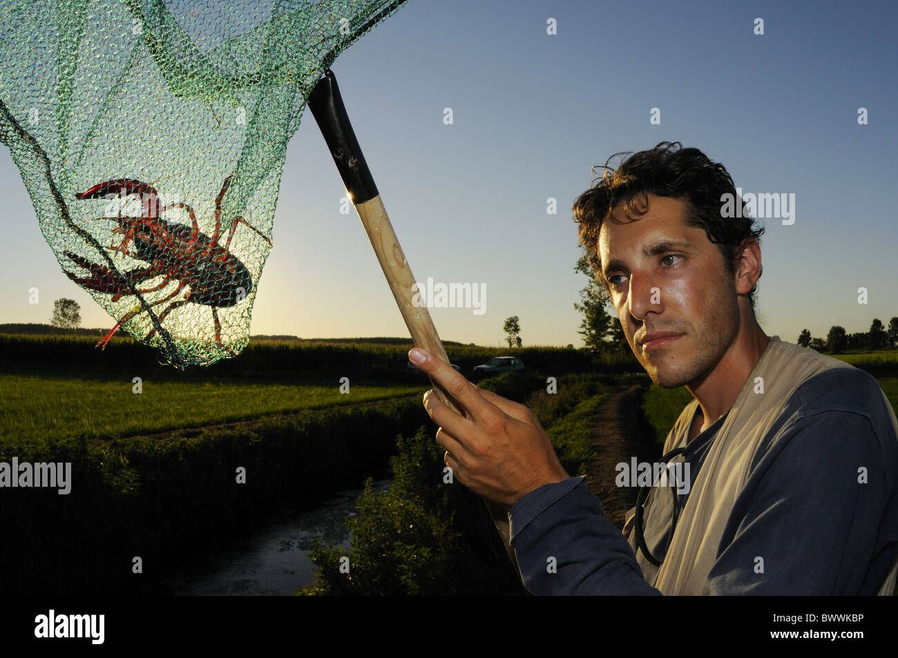 alien species crayfish fishing invasive Procambarus clarckii animal ...
