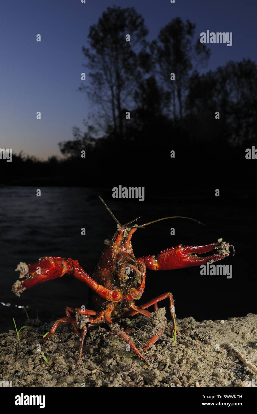 alien species crayfish invasive Invertebrates Procambarus clarckii ...