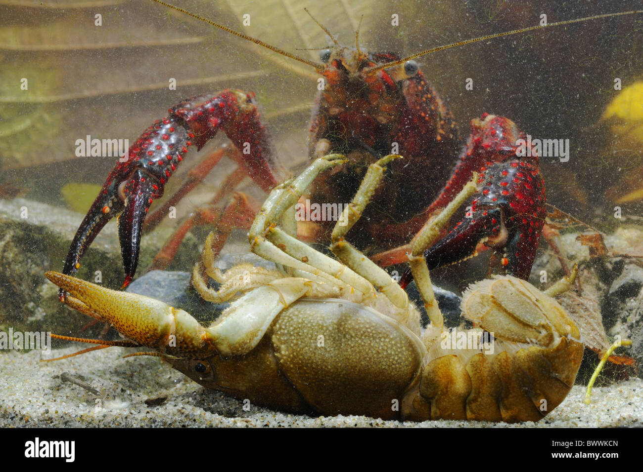 Alien species hi-res stock photography and images - Alamy