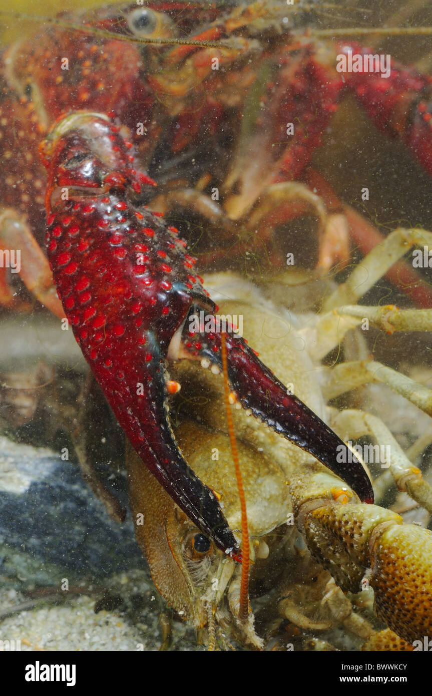 Aquatic invertebrate species hi-res stock photography and images - Alamy