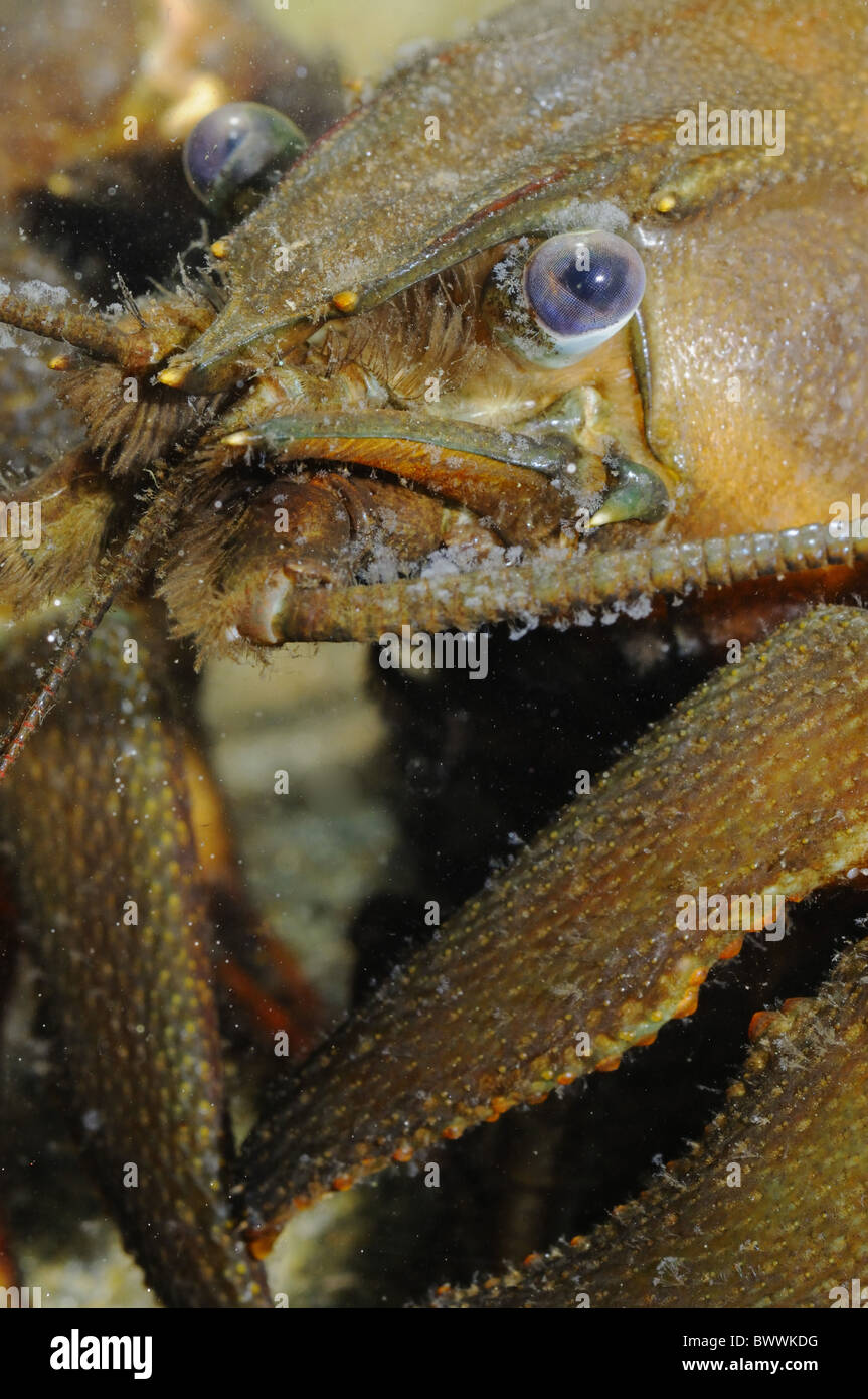 alien species crayfish invasive Invertebrates Pacifastacus leniusculus ...