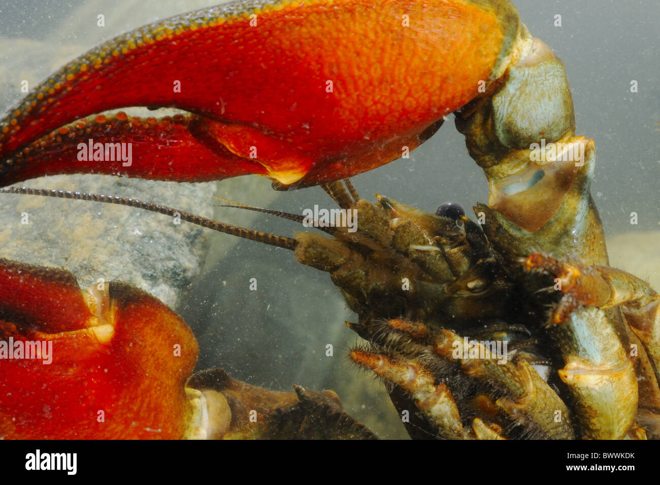 alien species crayfish invasive Invertebrates Pacifastacus leniusculus ...