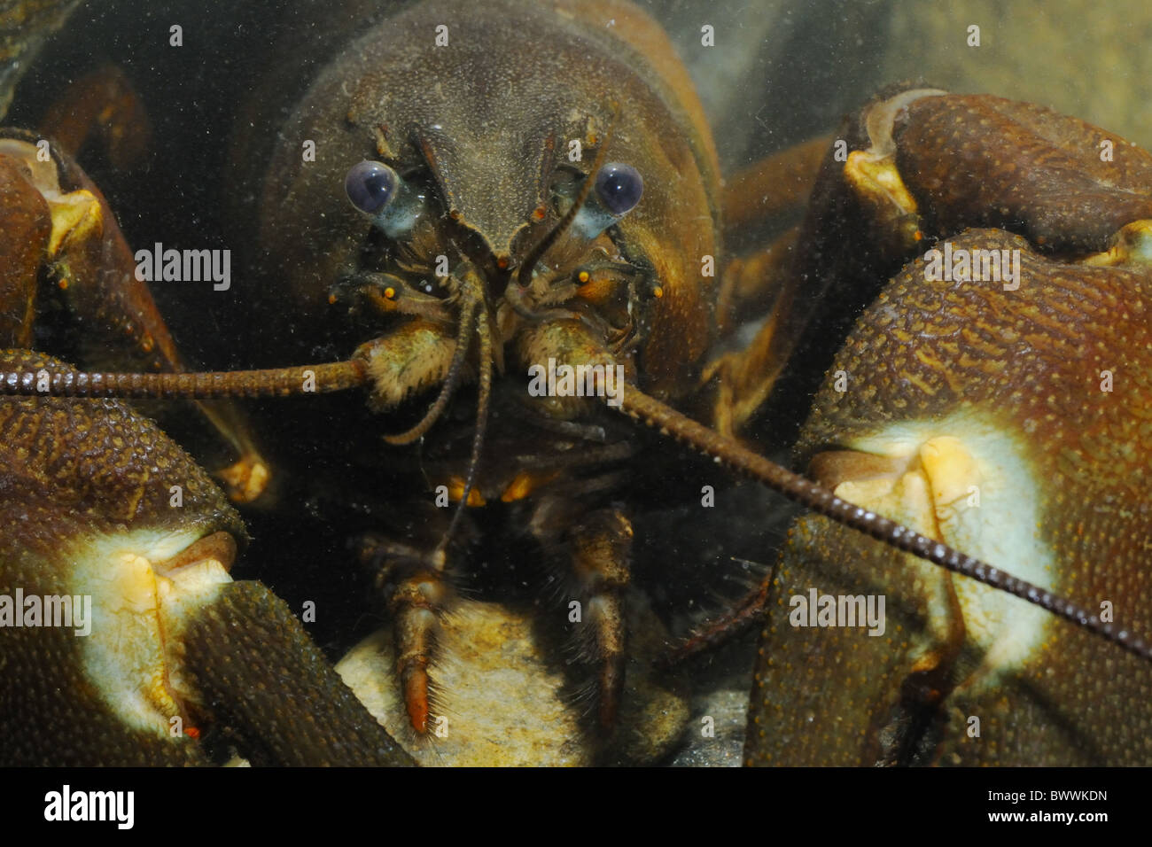 alien species crayfish invasive Invertebrates Pacifastacus leniusculus ...
