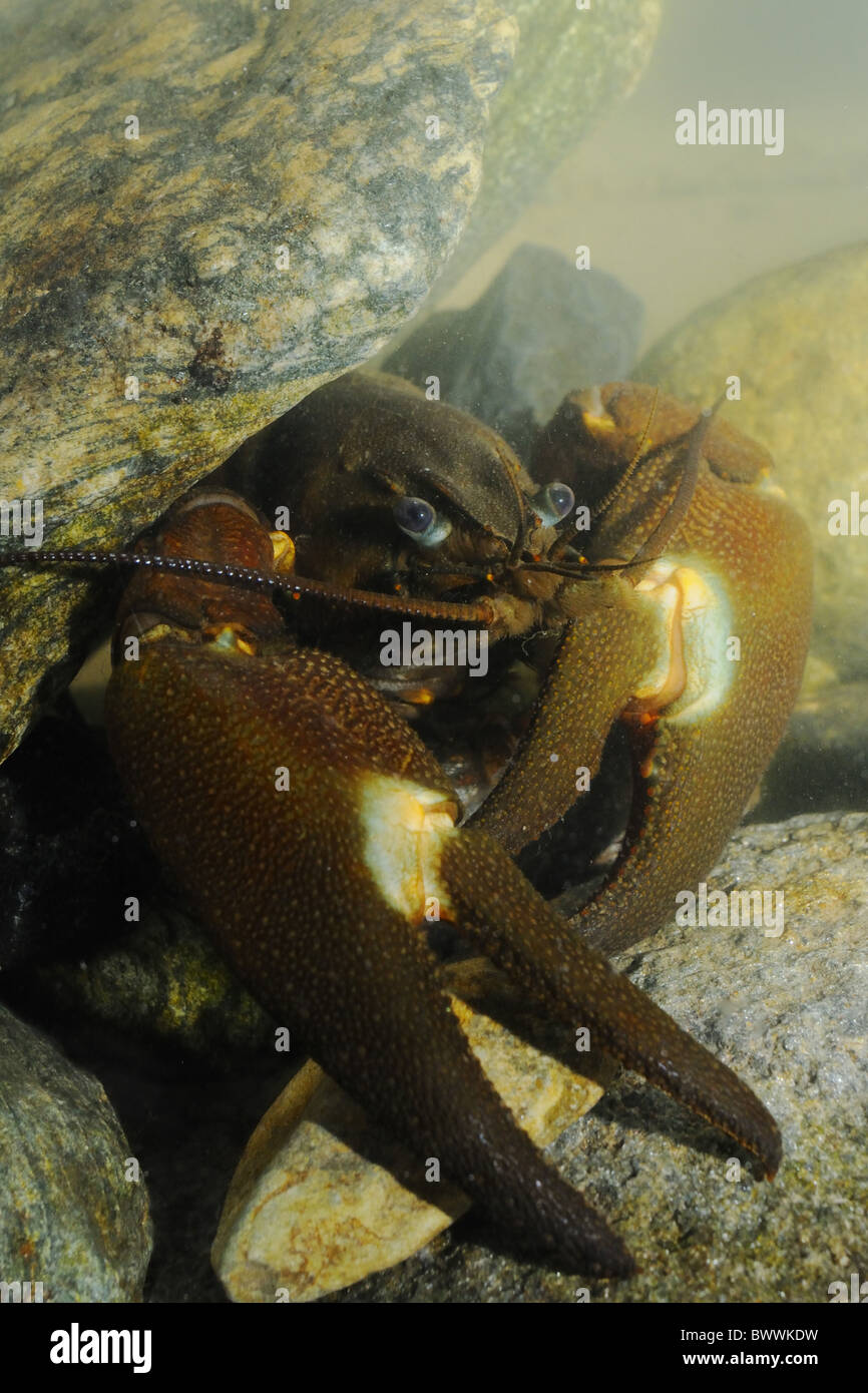 alien species crayfish invasive Invertebrates Pacifastacus leniusculus ...