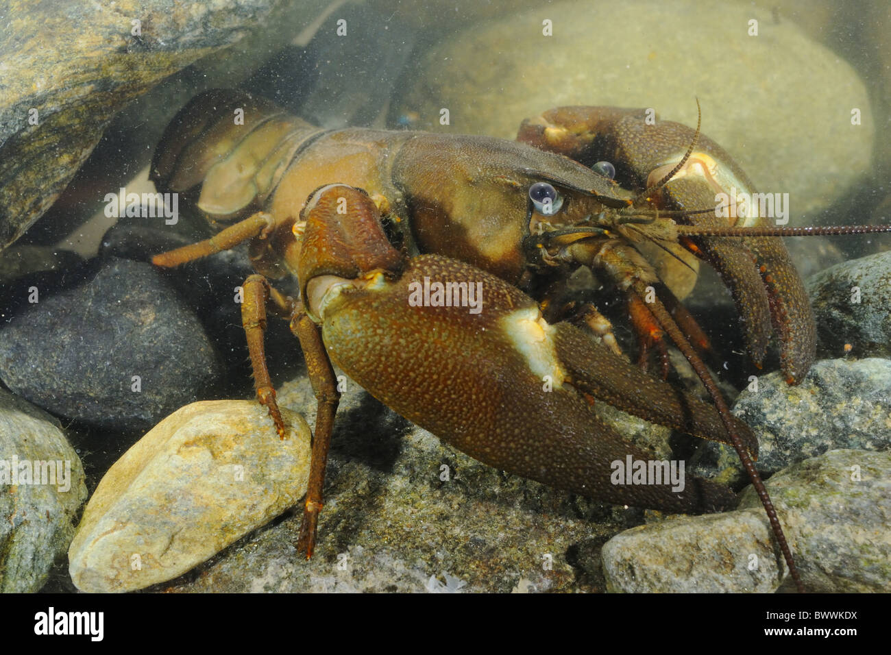 Invasive american signal crayfish hi-res stock photography and images ...