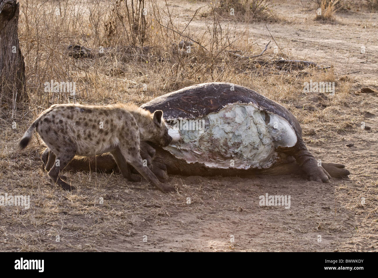 Spotted Hyaena eating dead hippo Stock Photo - Alamy