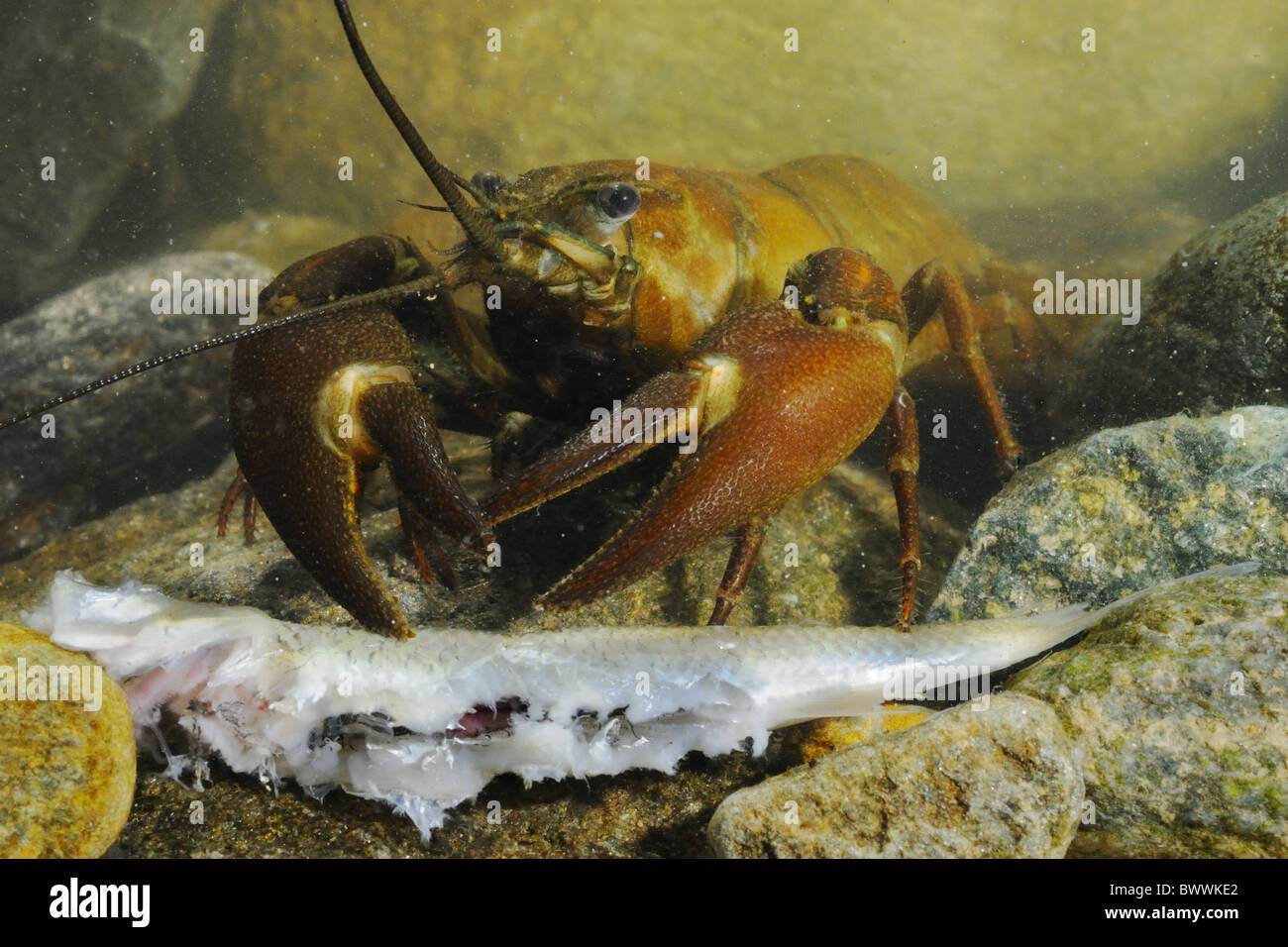 alien species crayfish fish invasive Invertebrates Pacifastacus ...