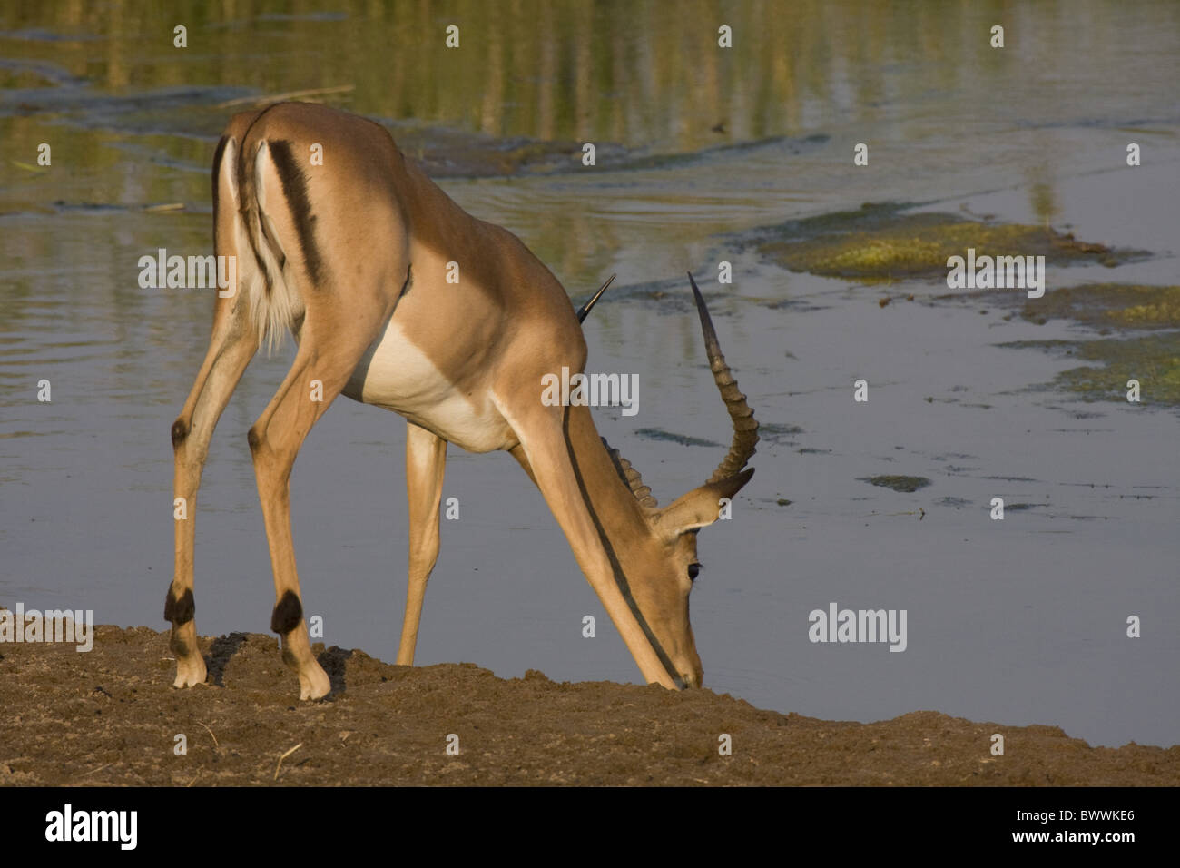 Impala drinking hi-res stock photography and images - Alamy