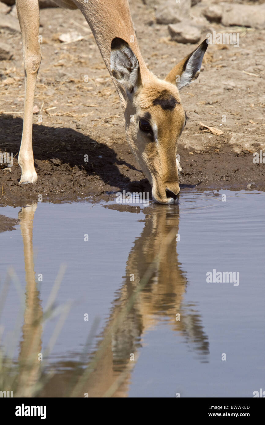 Female Impala drinking Stock Photo - Alamy