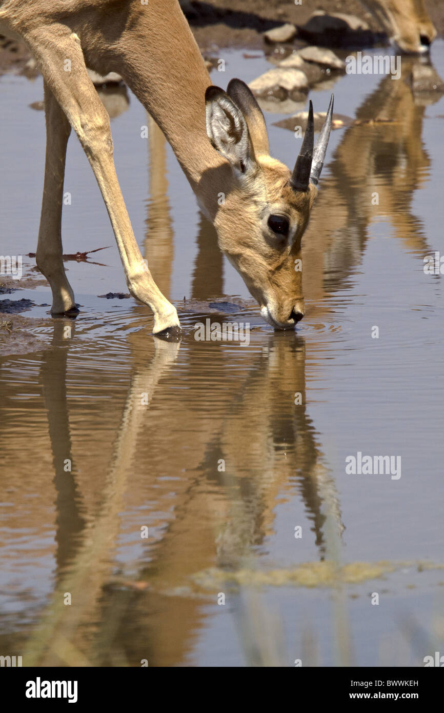 Young male impala drinking Stock Photo - Alamy