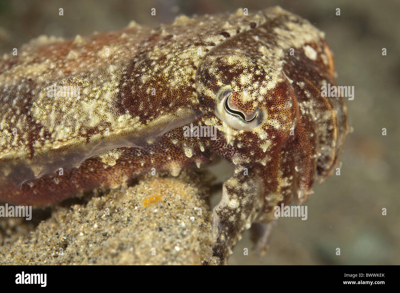 Broadclub Cuttlefish Sepia latimanus Coral Marine Sea Underwater Laha ...
