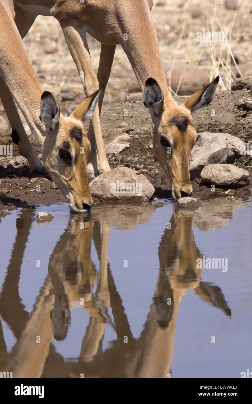 two female Impala drinking at african waterhole Stock Photo - Alamy
