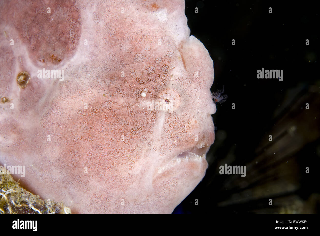 Pink Painted Frogfish Antennarius pictus Bronsel Dive Site Lembeh Black ...