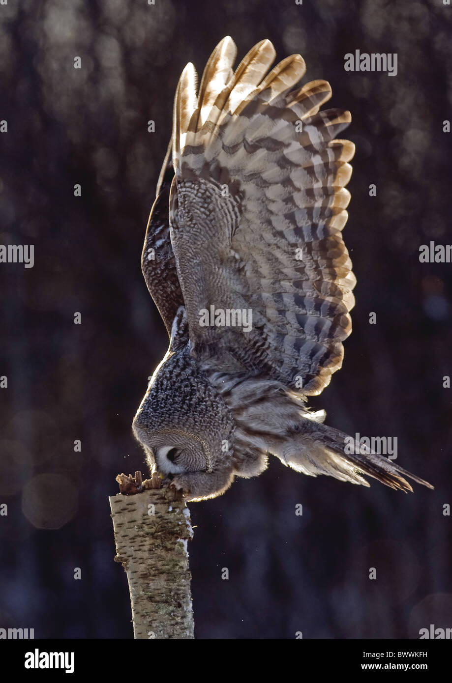 Swooping onto stump hi-res stock photography and images - Alamy