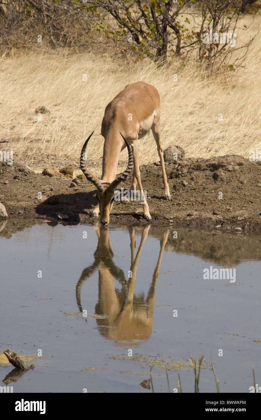 Male Impala drinking at water hole Stock Photo - Alamy