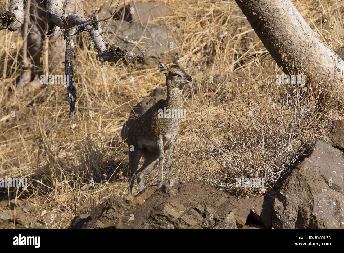 Female klipspringer hi-res stock photography and images - Alamy