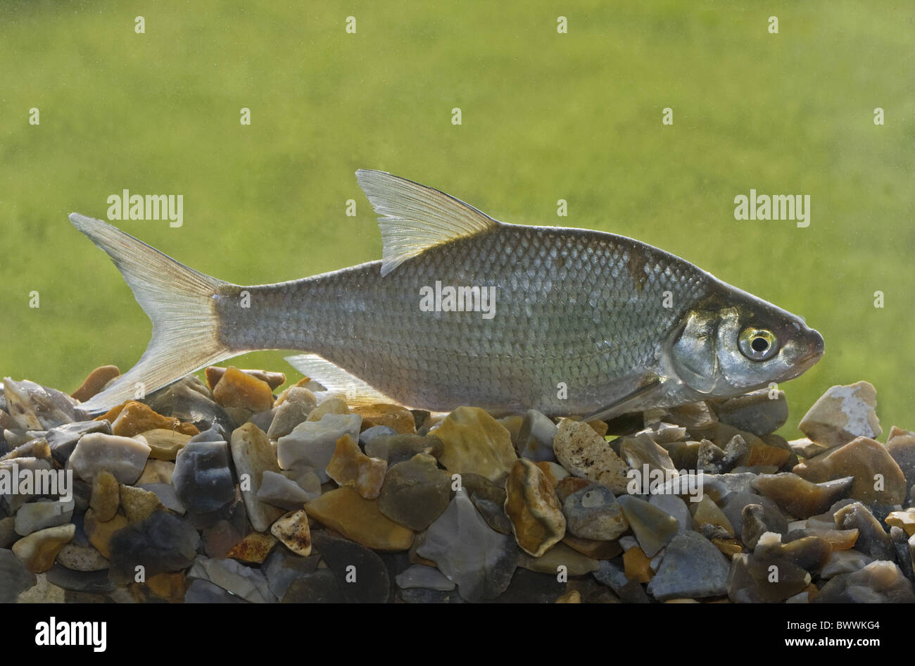 Common Bream Abramis brama x Roach Rutilus Stock Photo - Alamy