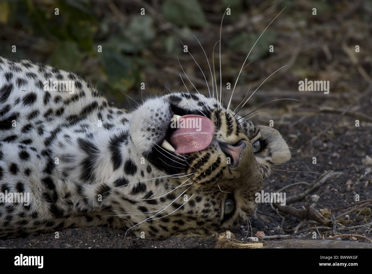 African Leopard, tongue and whiskers Stock Photo - Alamy