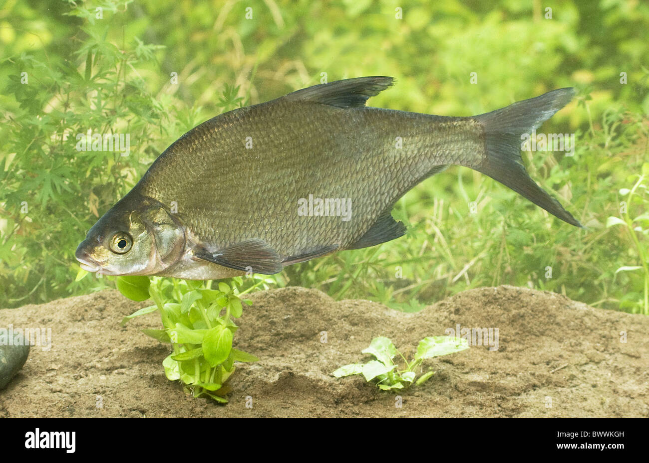 Common Bream Abramis brama adult swimming Sussex Stock Photo - Alamy