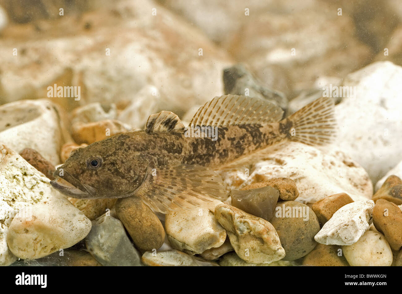 animal animals fish fishes freshwater europe european asia asian ...