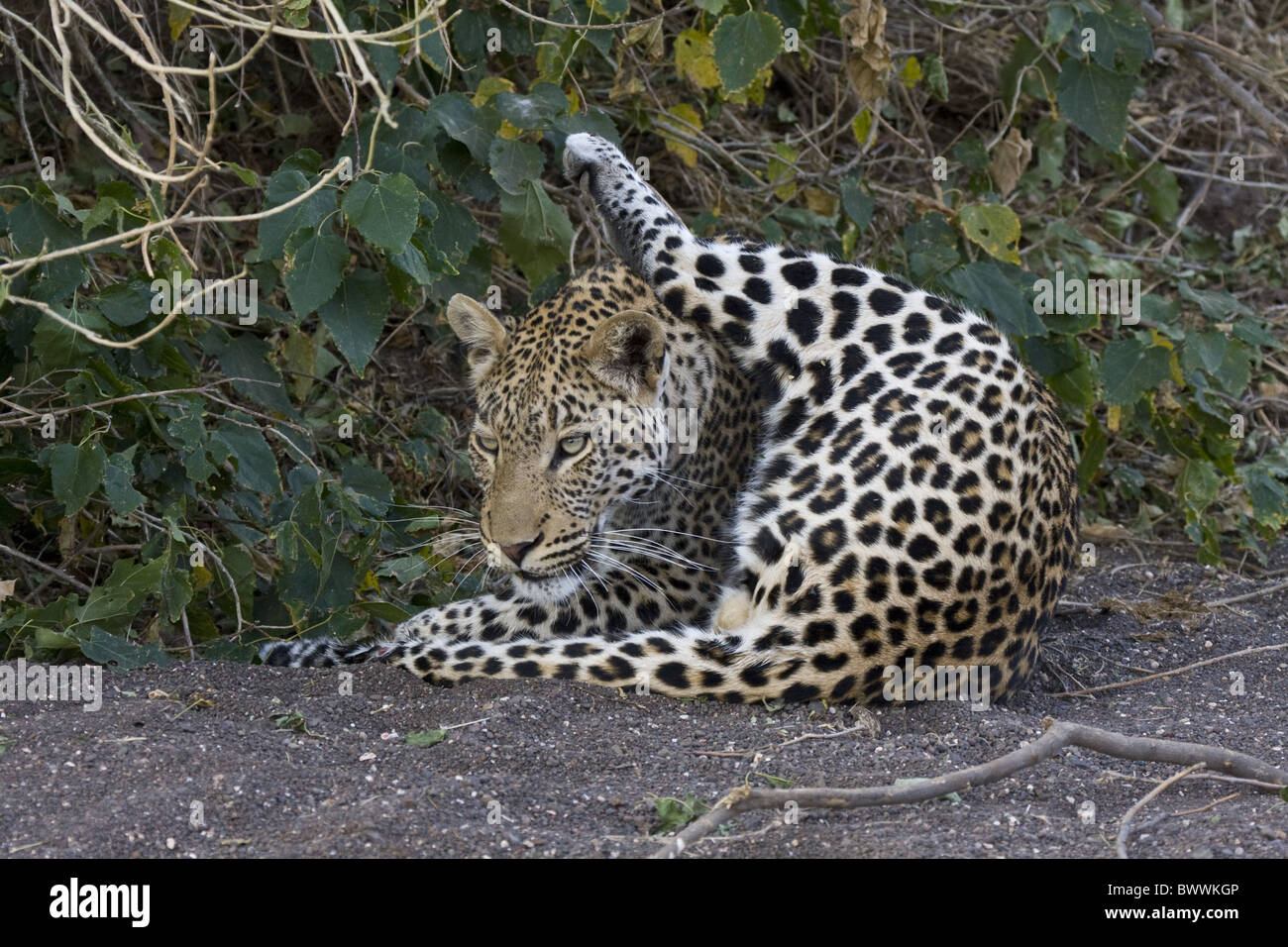 Leopard cleaning itself Stock Photo - Alamy