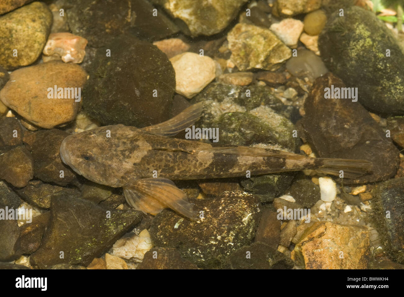 animal animals fish fishes freshwater europe european asia asian ...