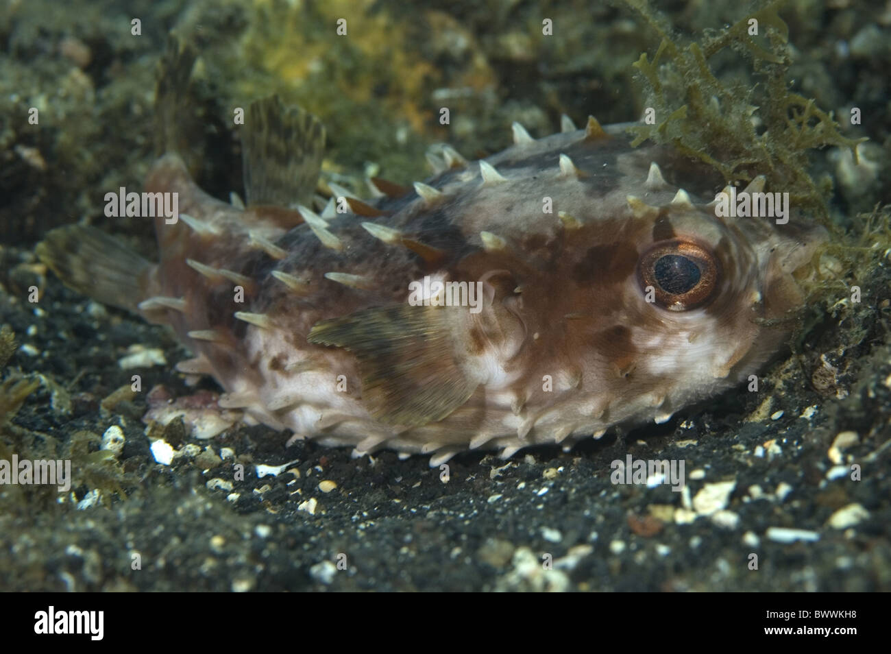 Underwater Marine Sea Diving Muck Hair Ball Lembeh Sulawesi Indonesia ...