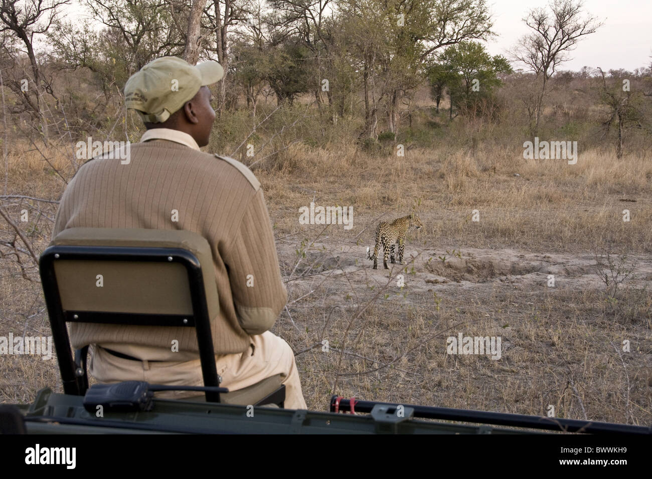 African tracker looking leopard Kruger NAtional Stock Photo - Alamy