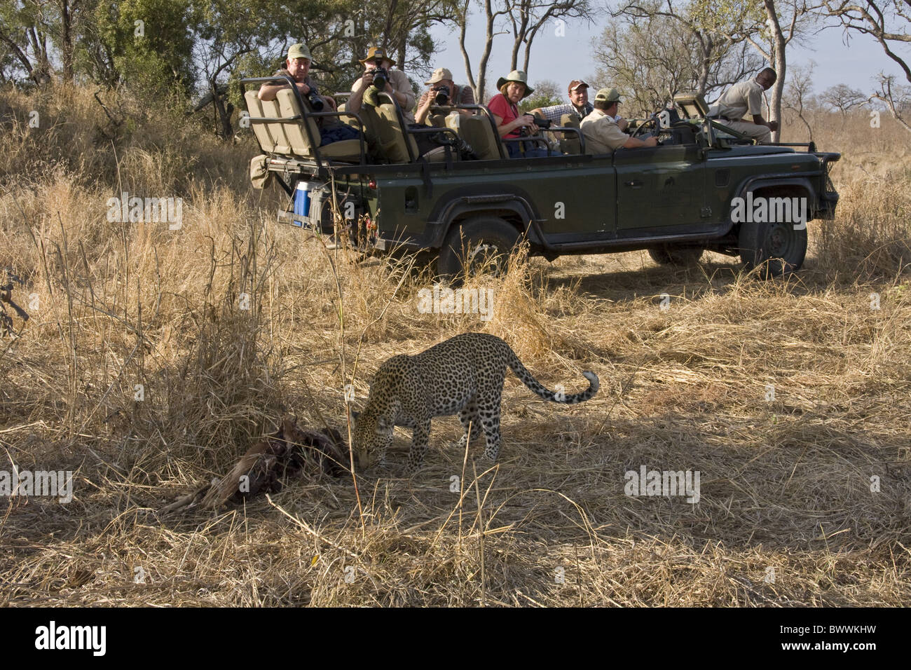 People photographing leopard Stock Photo - Alamy
