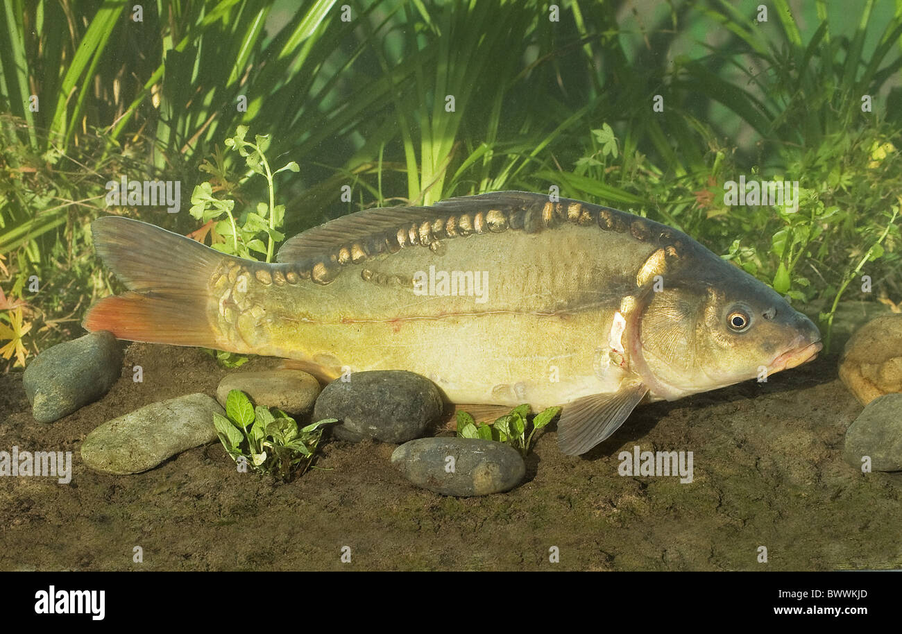 Mirror Carp Cyprinus carpio adult resting mud Stock Photo - Alamy