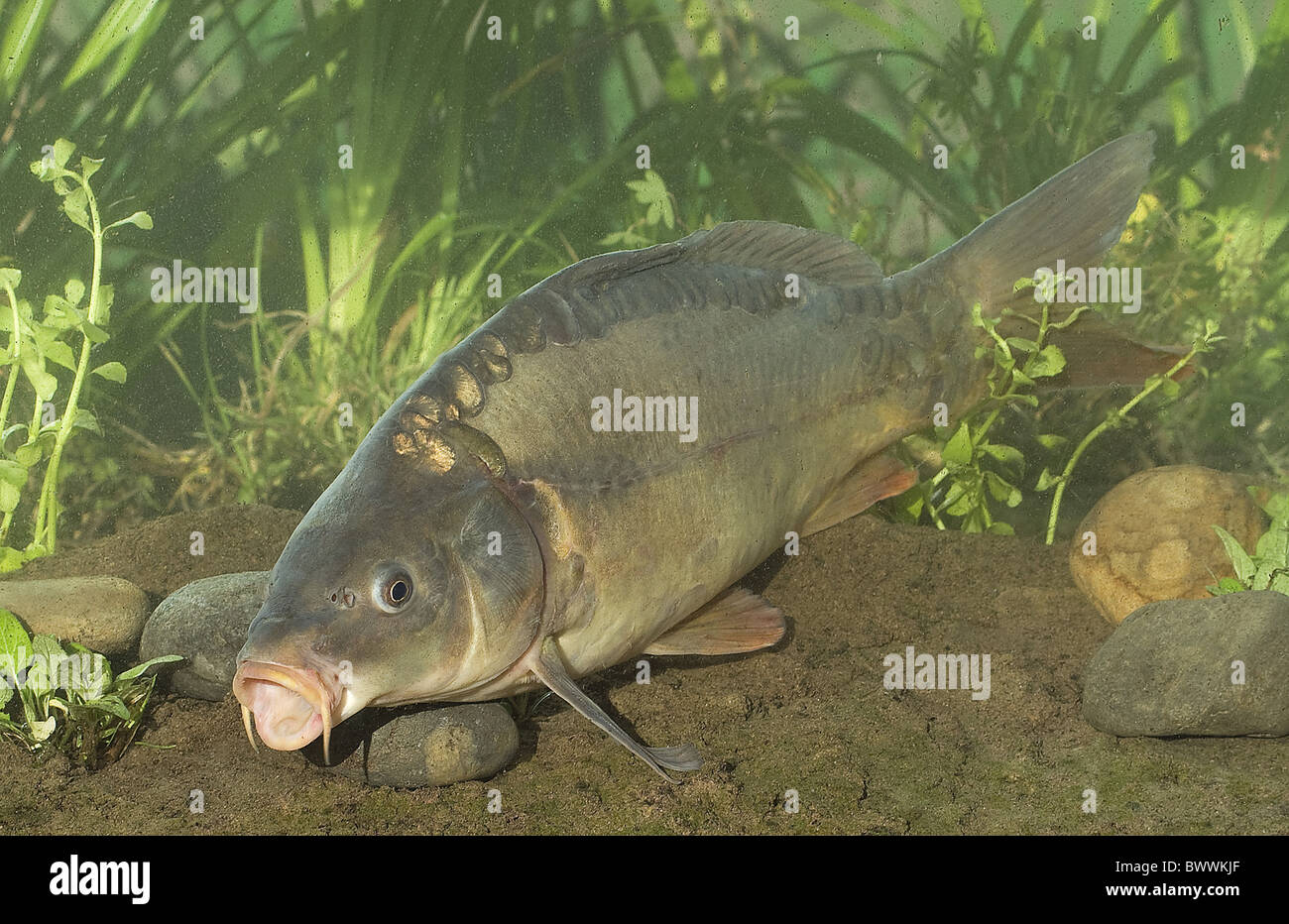 Mirror Carp Cyprinus carpio adult gaping swimming Stock Photo - Alamy