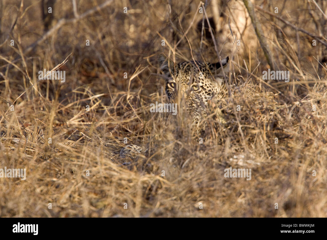 Camouflaged African Leopard Stock Photo - Alamy