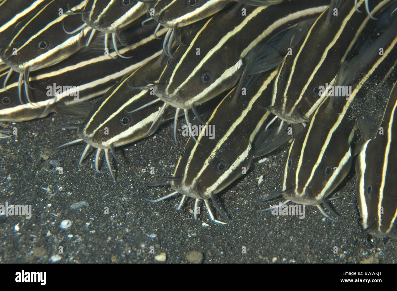 Underwater Marine Sea Diving Muck Air Prang Lembeh Sulawesi Indonesia ...