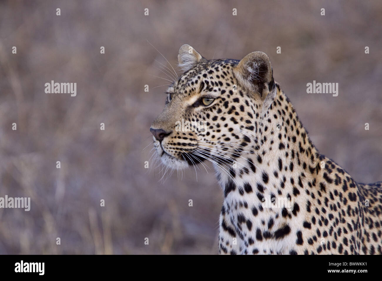 African Leopard - Kruger South Africa Stock Photo - Alamy
