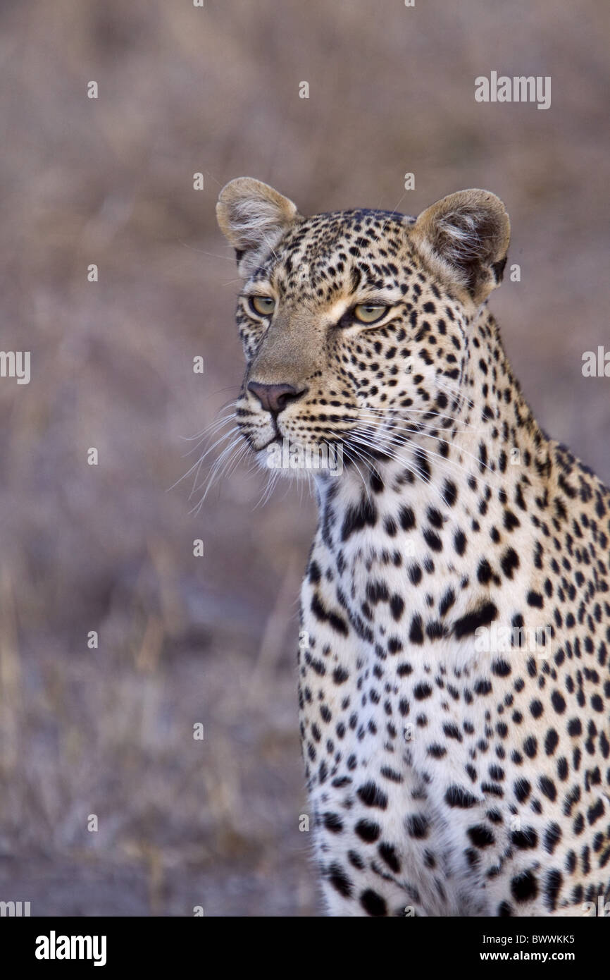 African Leopard - South Africa Stock Photo - Alamy