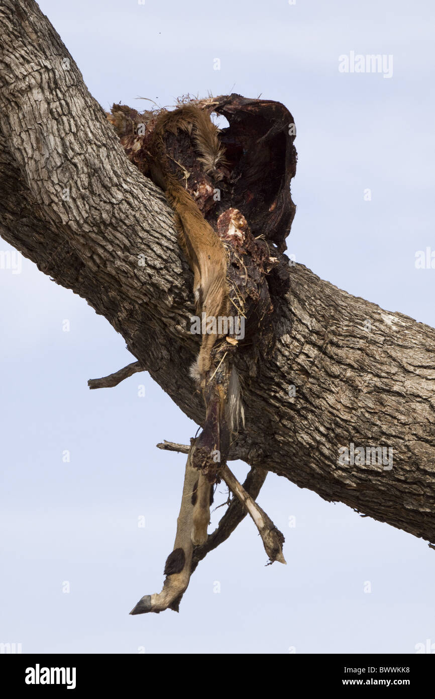 Larder hi-res stock photography and images - Alamy