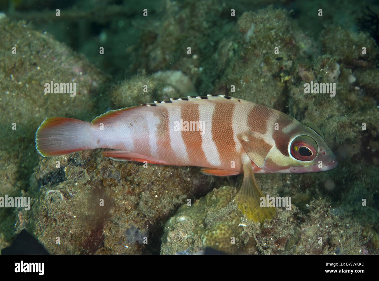 Black Tipped Grouper Epinephelus Fasciatus High Resolution Stock ...