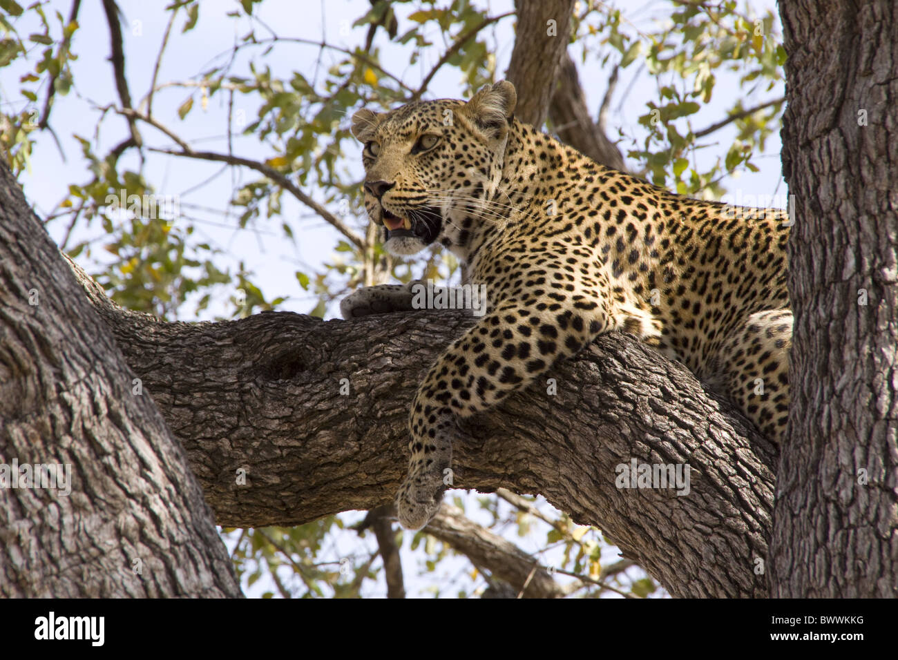 Resting African Leopard in tree Stock Photo - Alamy