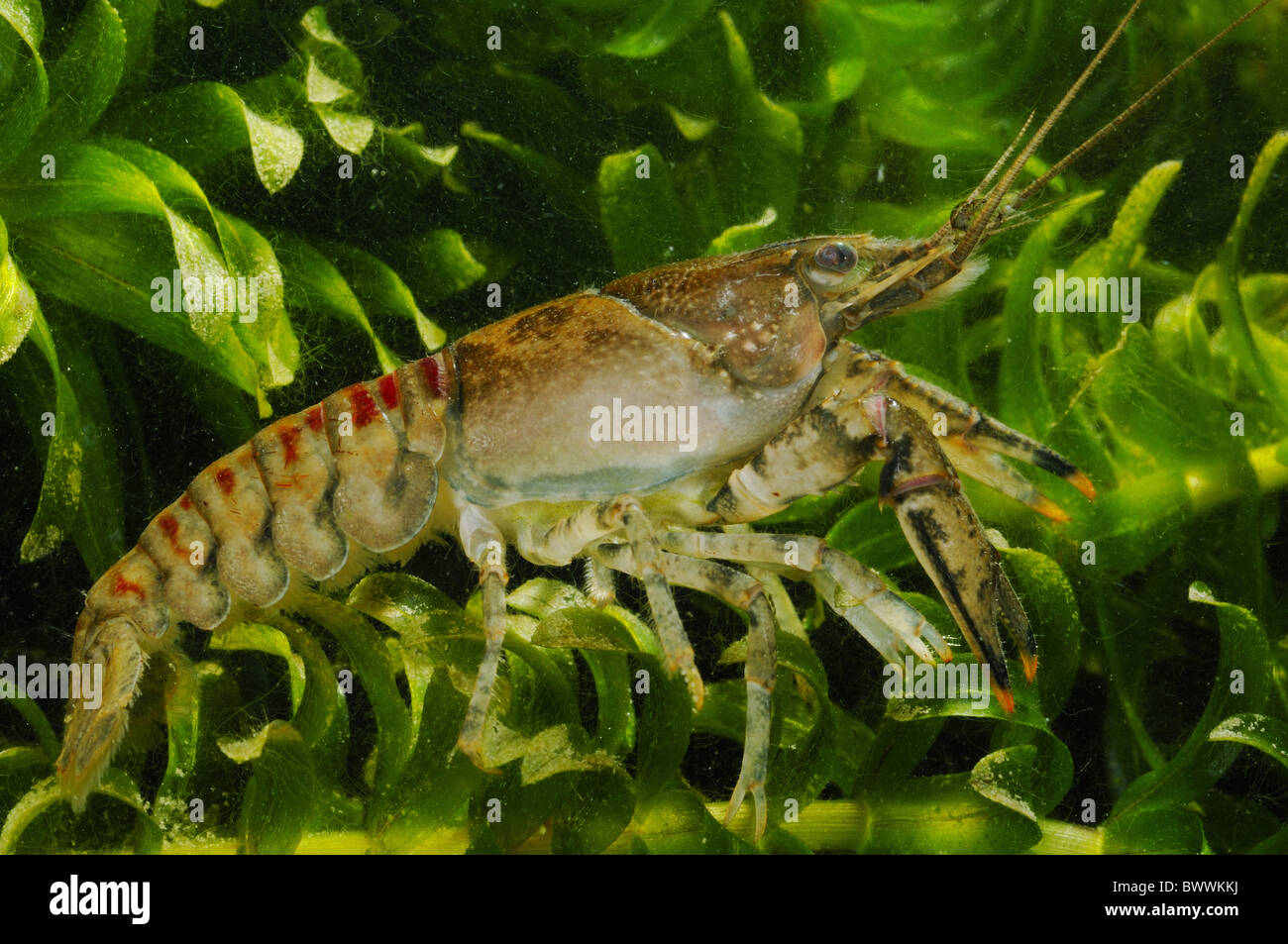alien species crayfish invasive Invertebrates Orconectes limosus animal ...