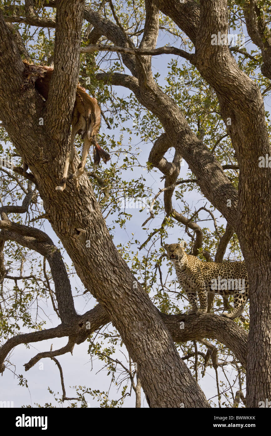 Leopard in tree with impala kill Stock Photo - Alamy