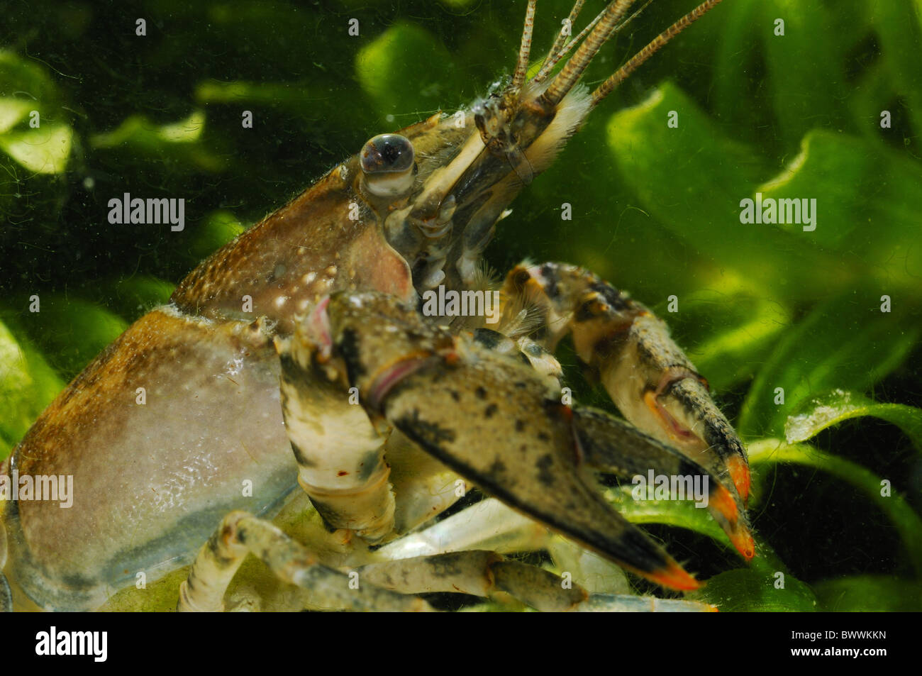 alien species crayfish invasive Invertebrates Orconectes limosus animal ...