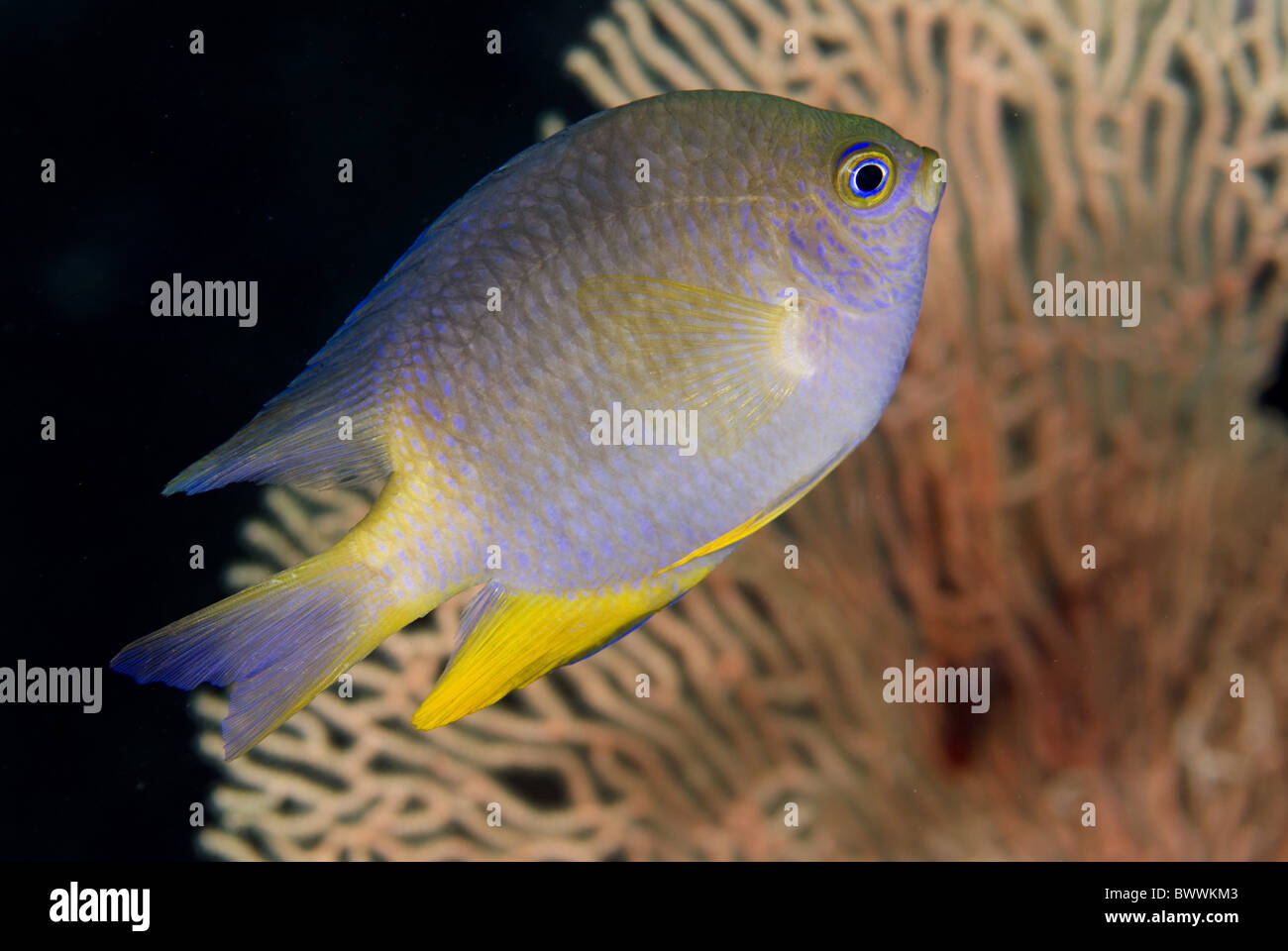 Golden Damsel Amblyglyphidodon aureus Fish Underwater Marine Sea Diving ...