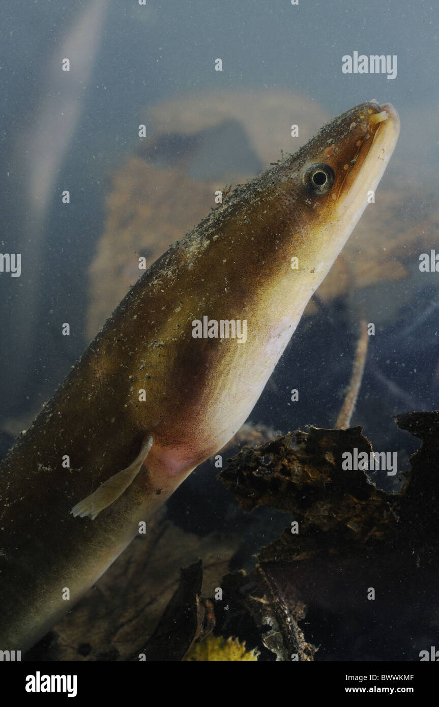 Anguilla anguilla freshwater fish portrait animal animals fish fishes ...