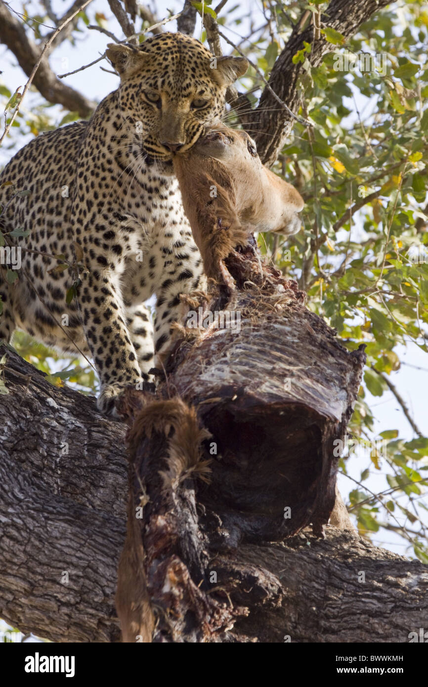 African Leopard eating Impala kill Stock Photo - Alamy