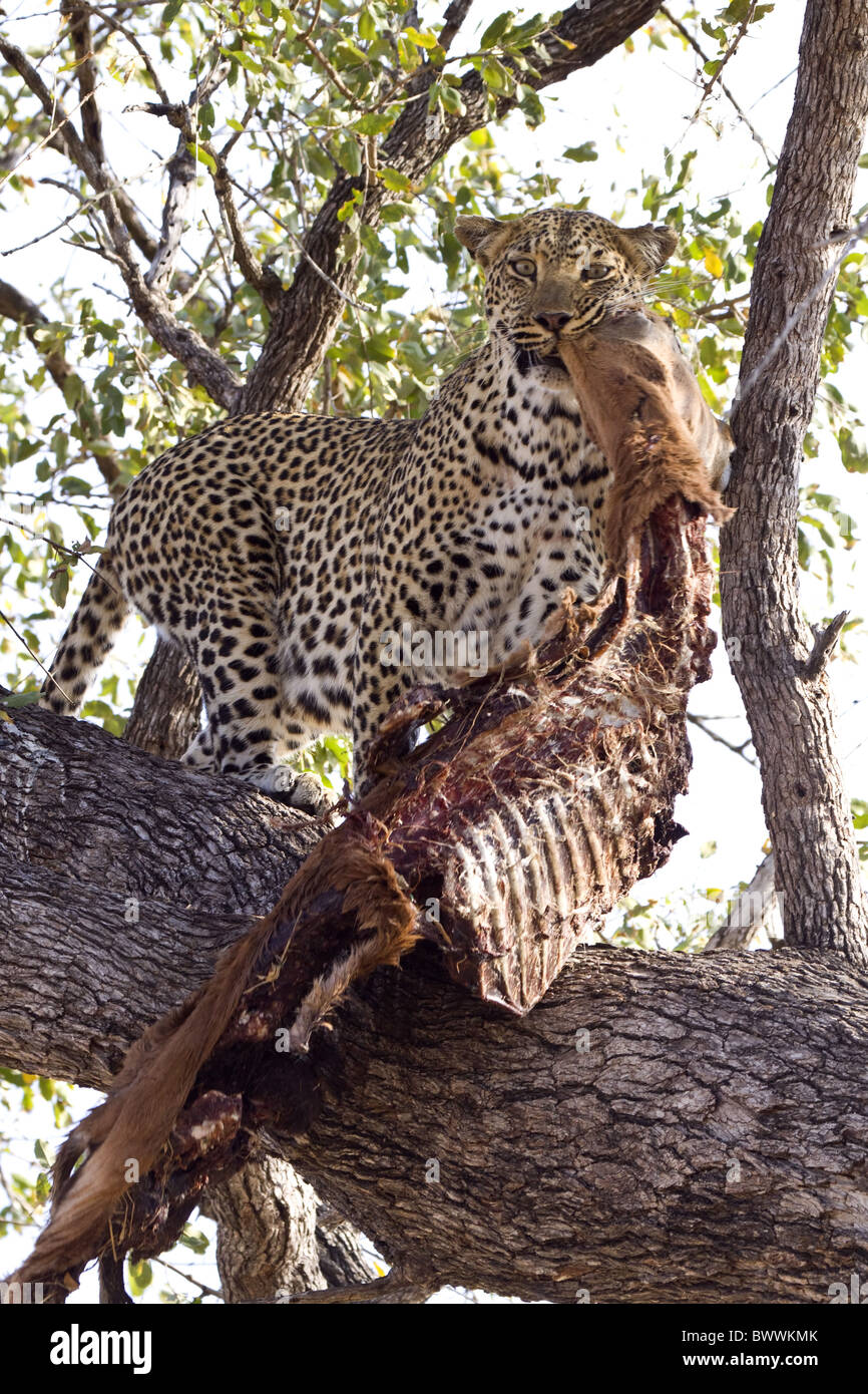 African Leopard eating Impala kill Stock Photo - Alamy