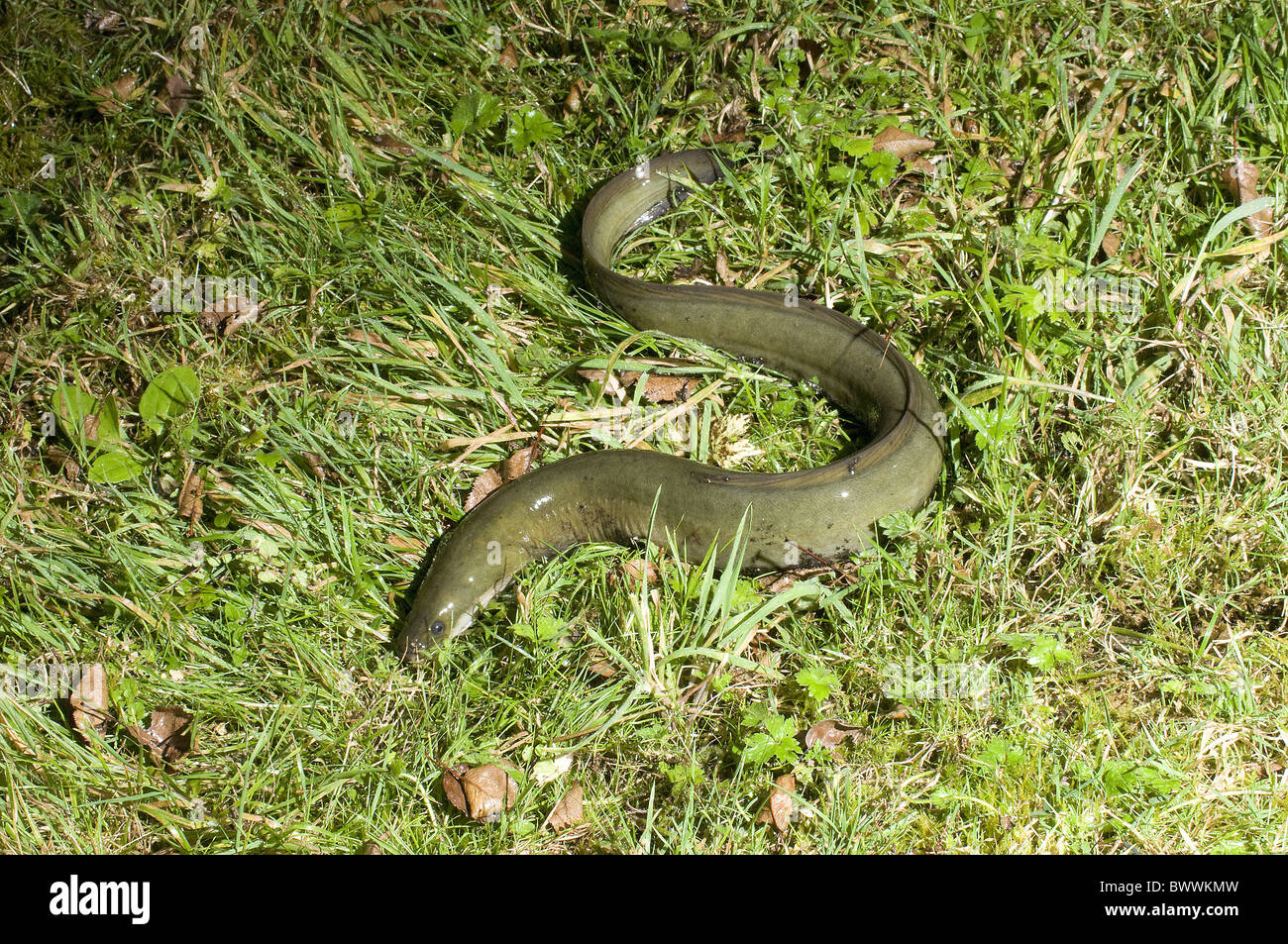 Freshwater eel hi-res stock photography and images - Alamy