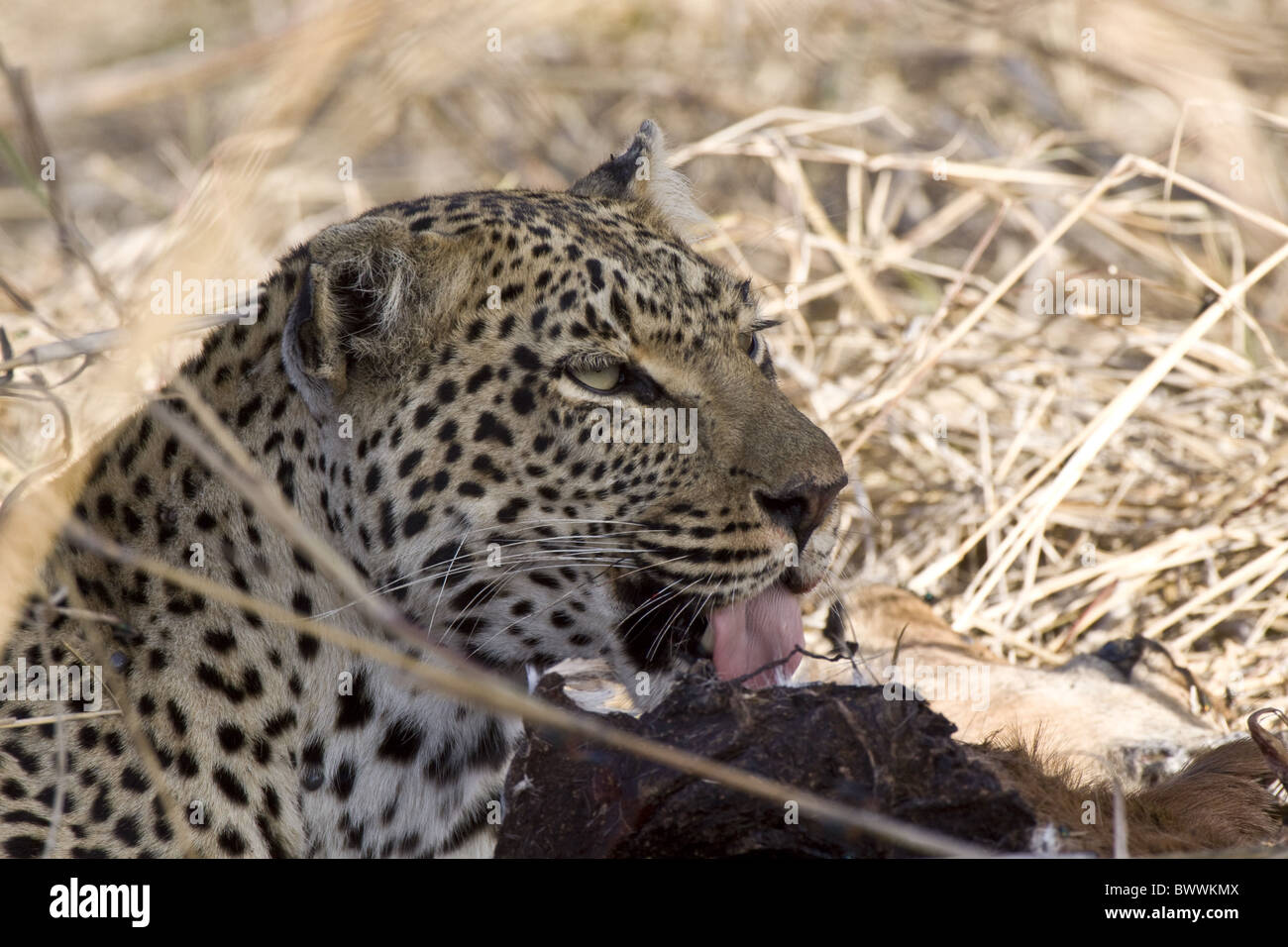 Africam Leopard eating Impala kill Stock Photo - Alamy