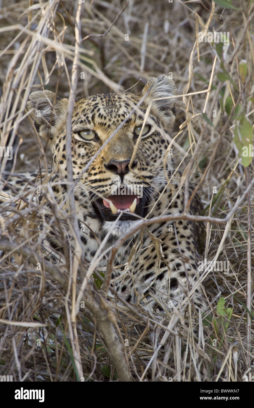 Camouflaged African Leopard Stock Photo - Alamy