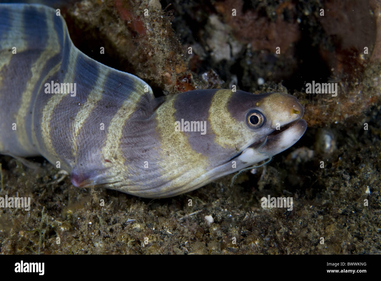 Barred Moray Eel Echidna polyzona Jahir Dive Site Lembeh Black Sand ...