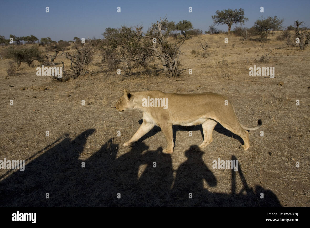 Photographing lion from jeep Stock Photo - Alamy